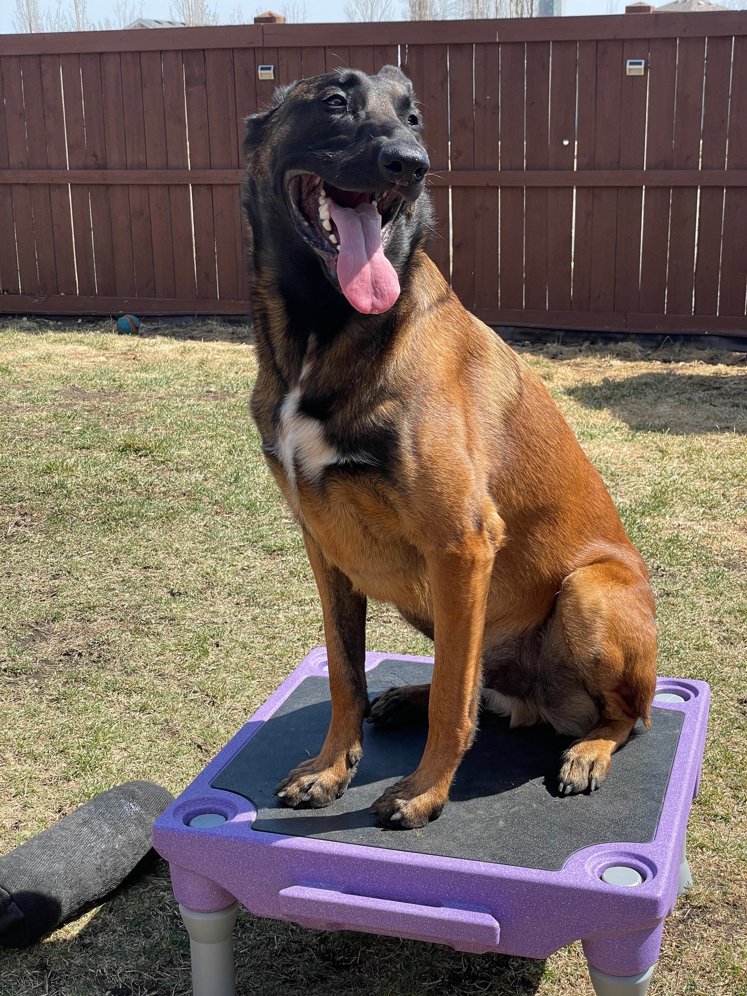 Klimb Platforms are they worth it? – Humble Dog