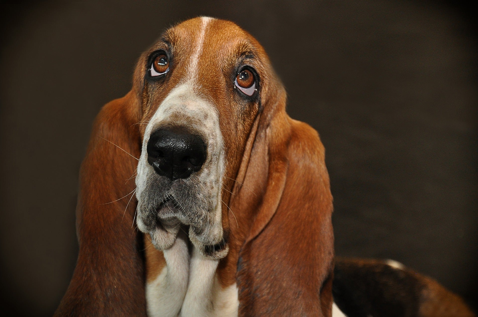 5 Benefits Of Scent Work For Dogs And Their Owners Humble Dog 5-benefits-of-scent-work-for-dogs-and-their-owners-humble-dog