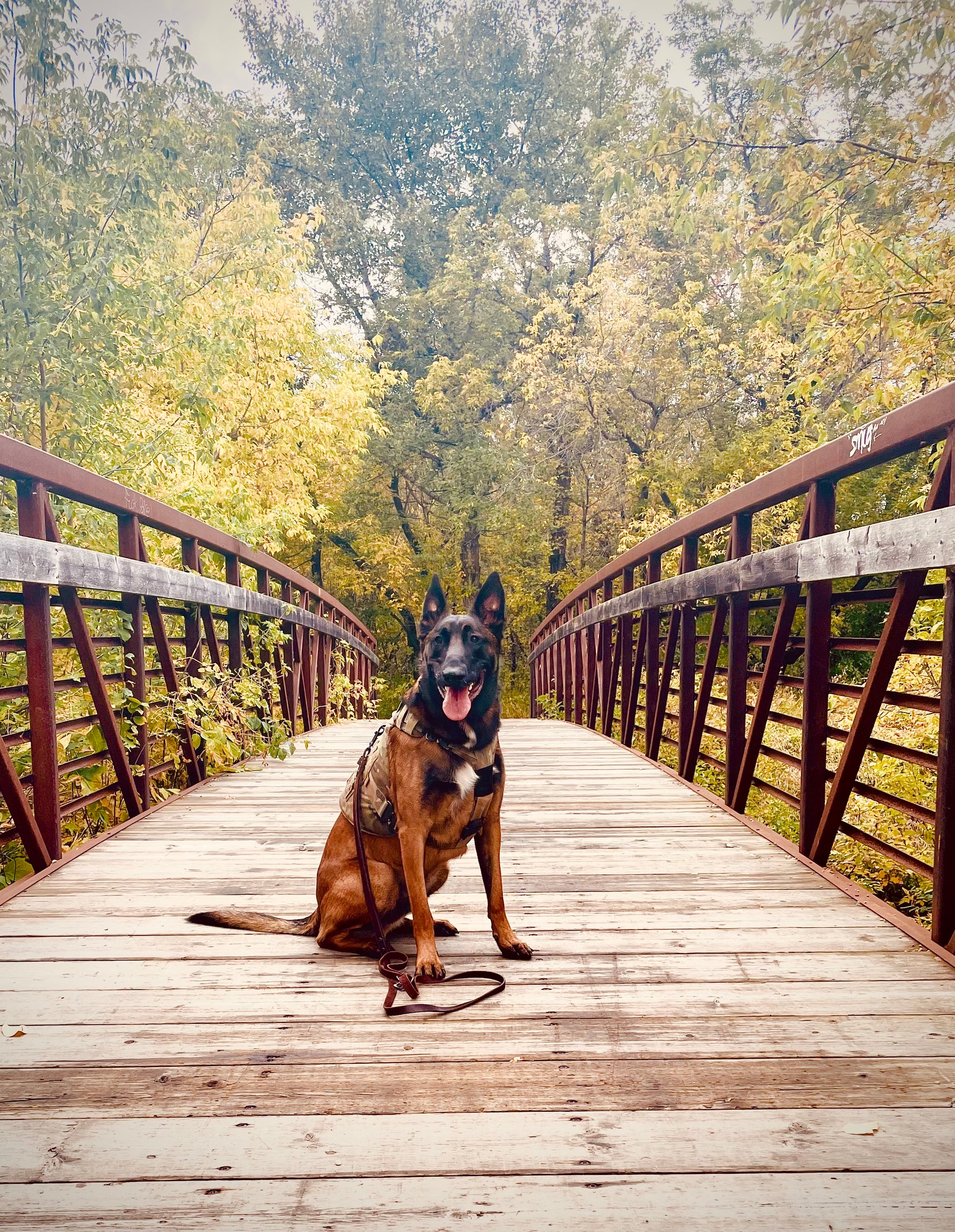 About us – Humble Dog